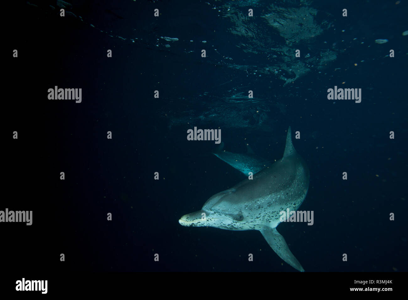 Flying fish caribbean hi-res stock photography and images - Alamy