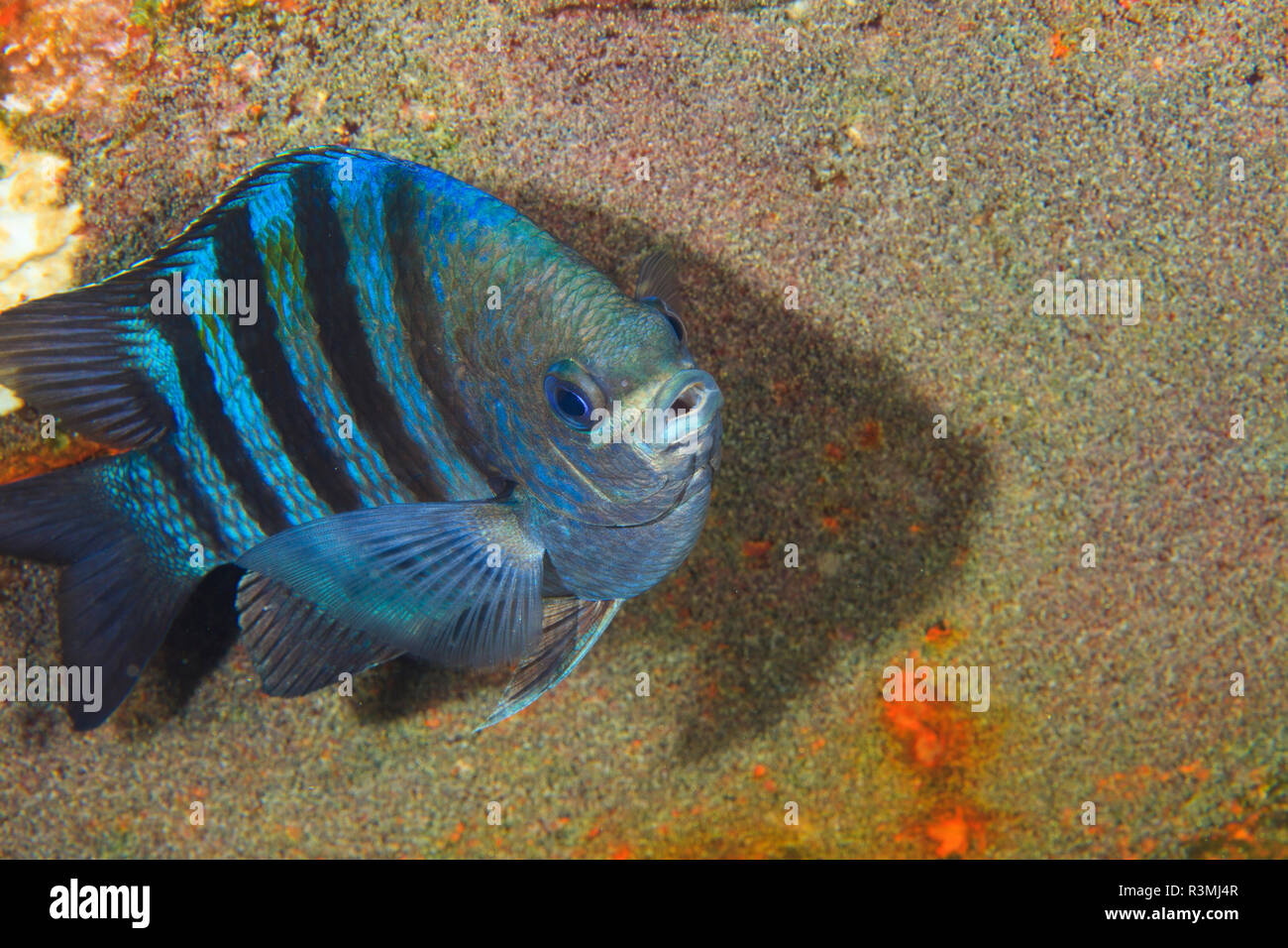 Northern Bahamas, Caribbean Stock Photo - Alamy
