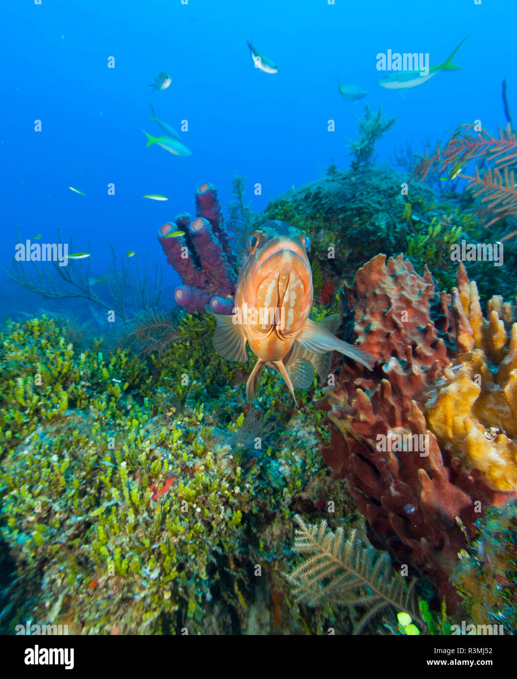 Black Grouper, Northern Bahamas, Caribbean Stock Photo - Alamy