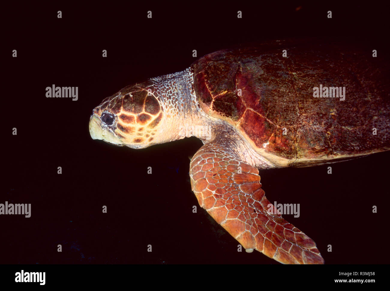 Loggerhead turtle in waters of the Bahamas, (Caretta caretta Stock ...