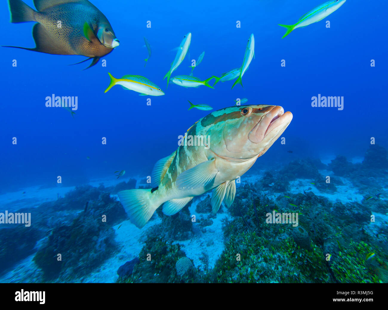 Northern Bahamas, Caribbean. Nassau grouper Stock Photo - Alamy