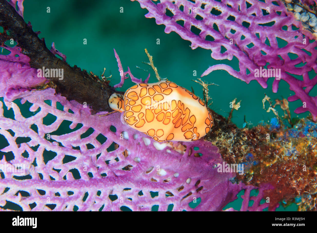 Flamingo Tongue Snail (Cyphoma gibbosum), Northern Bahamas, Caribbean ...