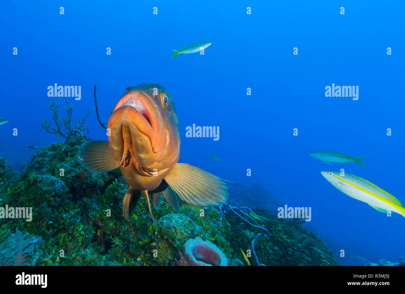 Nassau grouper fish hi-res stock photography and images - Alamy