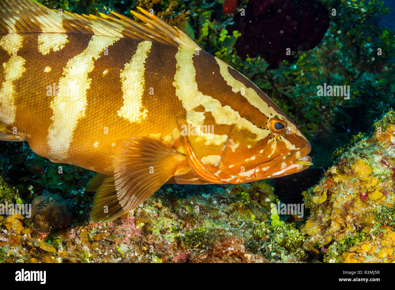 Northern Bahamas, Caribbean. Nassau grouper Stock Photo - Alamy