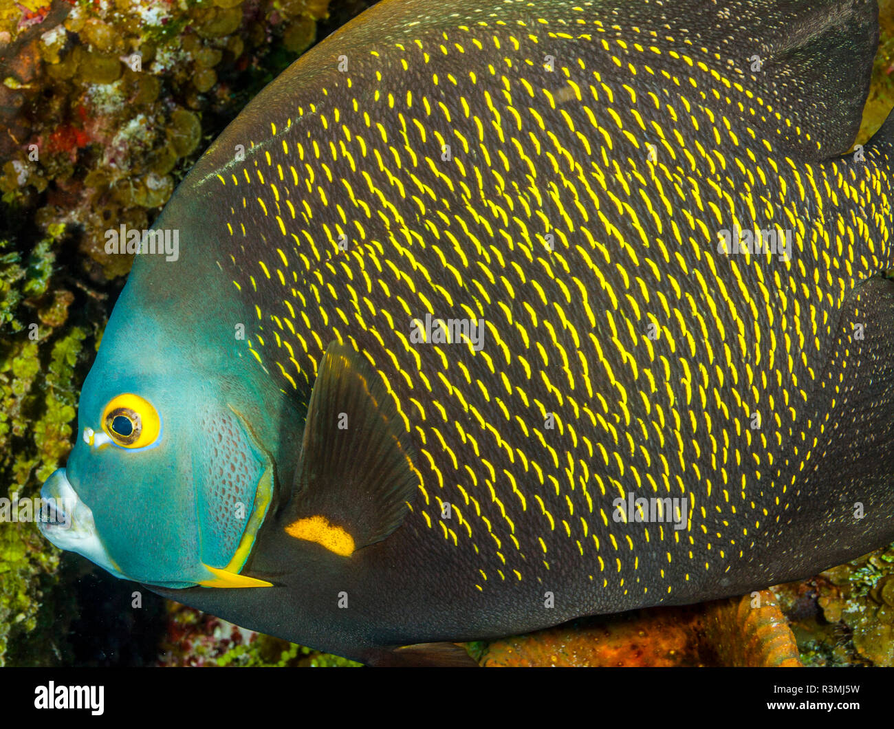Northern Bahamas, Caribbean. French angelfish (Pomacanthus paru Stock ...