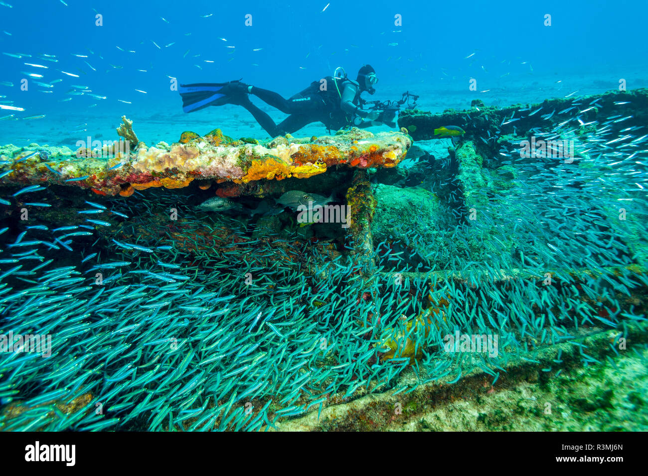 Bahamas wreck diver underwater hi-res stock photography and images - Alamy