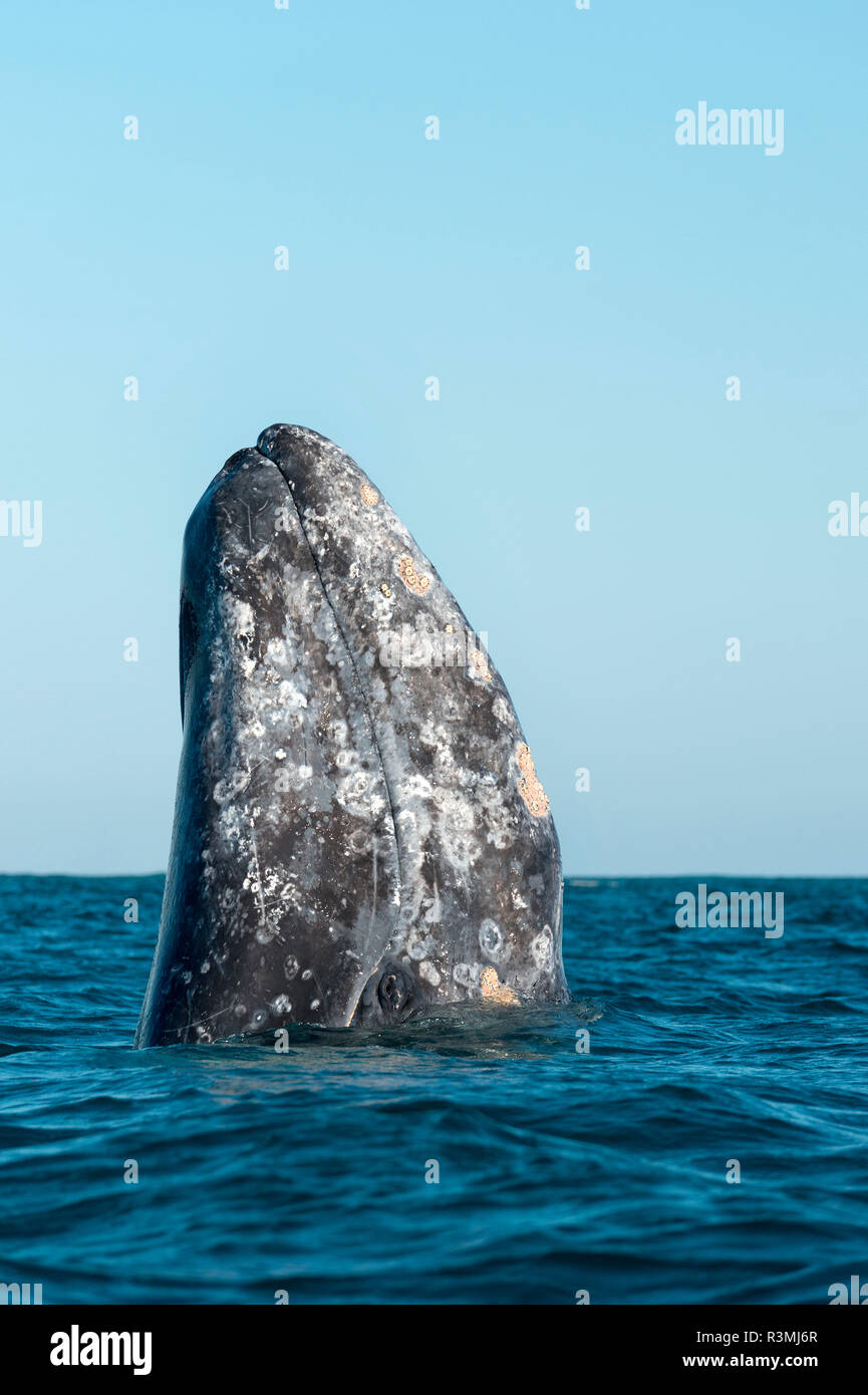 Eschrichtiidae hi-res stock photography and images - Alamy