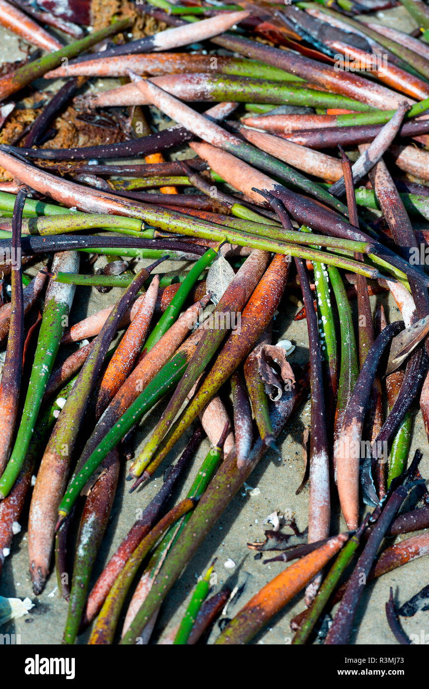 Mangle seeds hi-res stock photography and images - Alamy