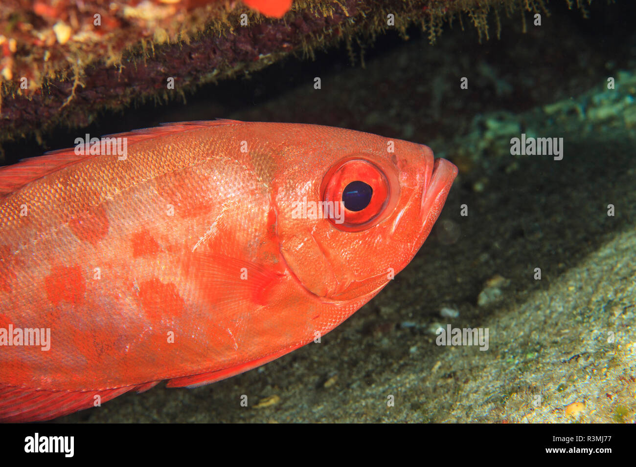 Northern Bahamas, Caribbean Stock Photo - Alamy