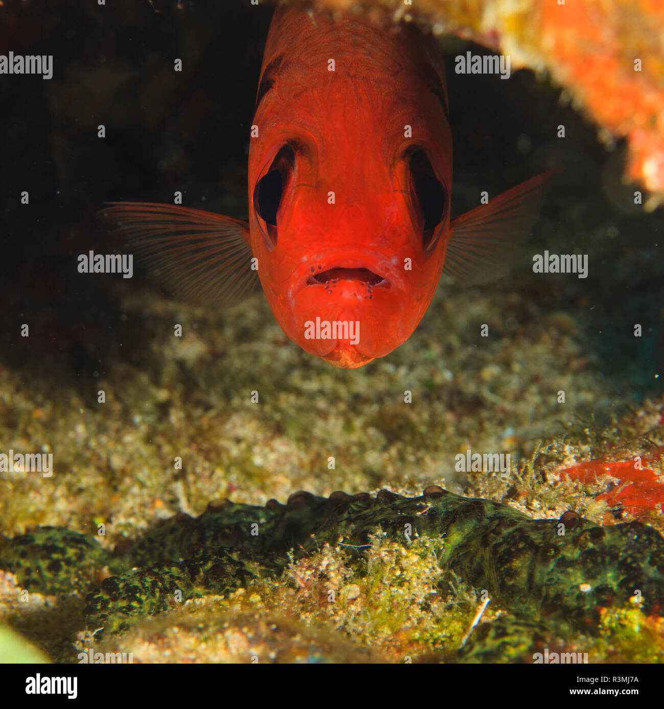 Northern Bahamas, Caribbean Stock Photo - Alamy