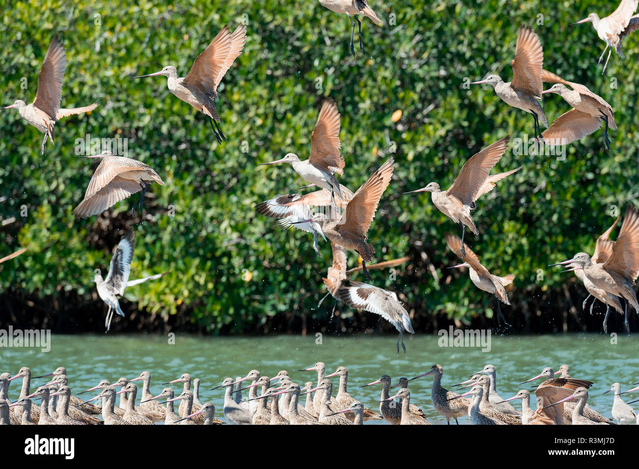 Limosa Fedoa High Resolution Stock Photography and Images - Alamy
