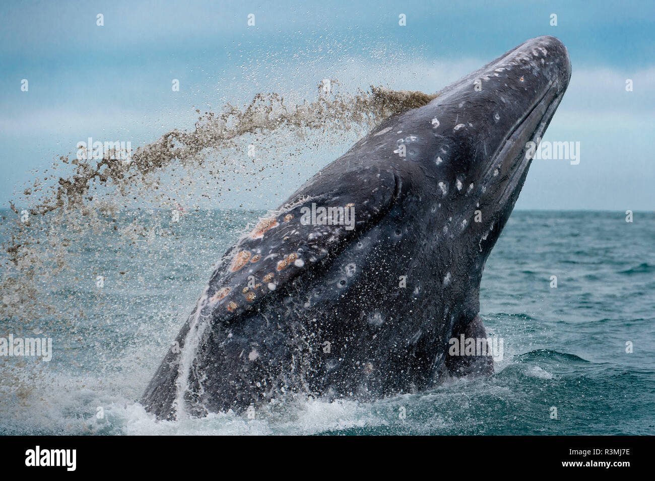 Gray whale (Eschrichtius robustus) Baja California Mexico Stock Photo ...
