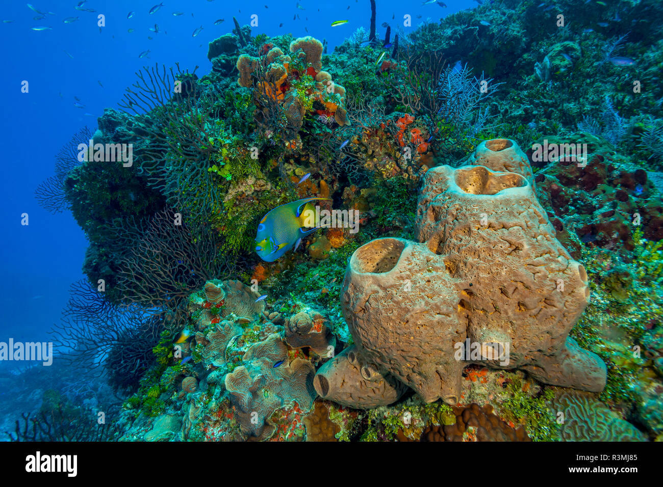 Northern Bahamas, Caribbean Stock Photo - Alamy