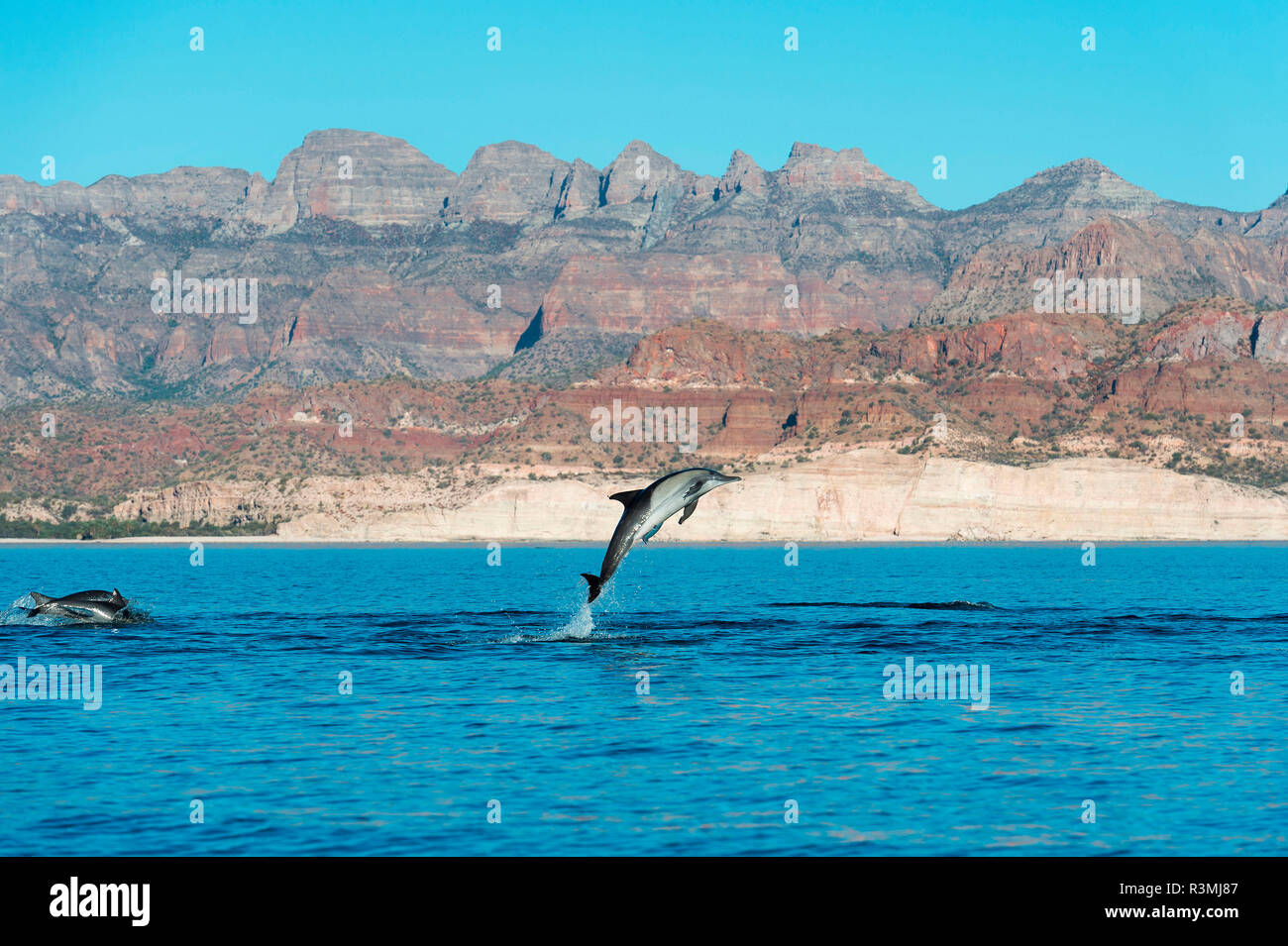 Common dolphin (Delphinus delphis) Gulf of California Mexico Stock ...