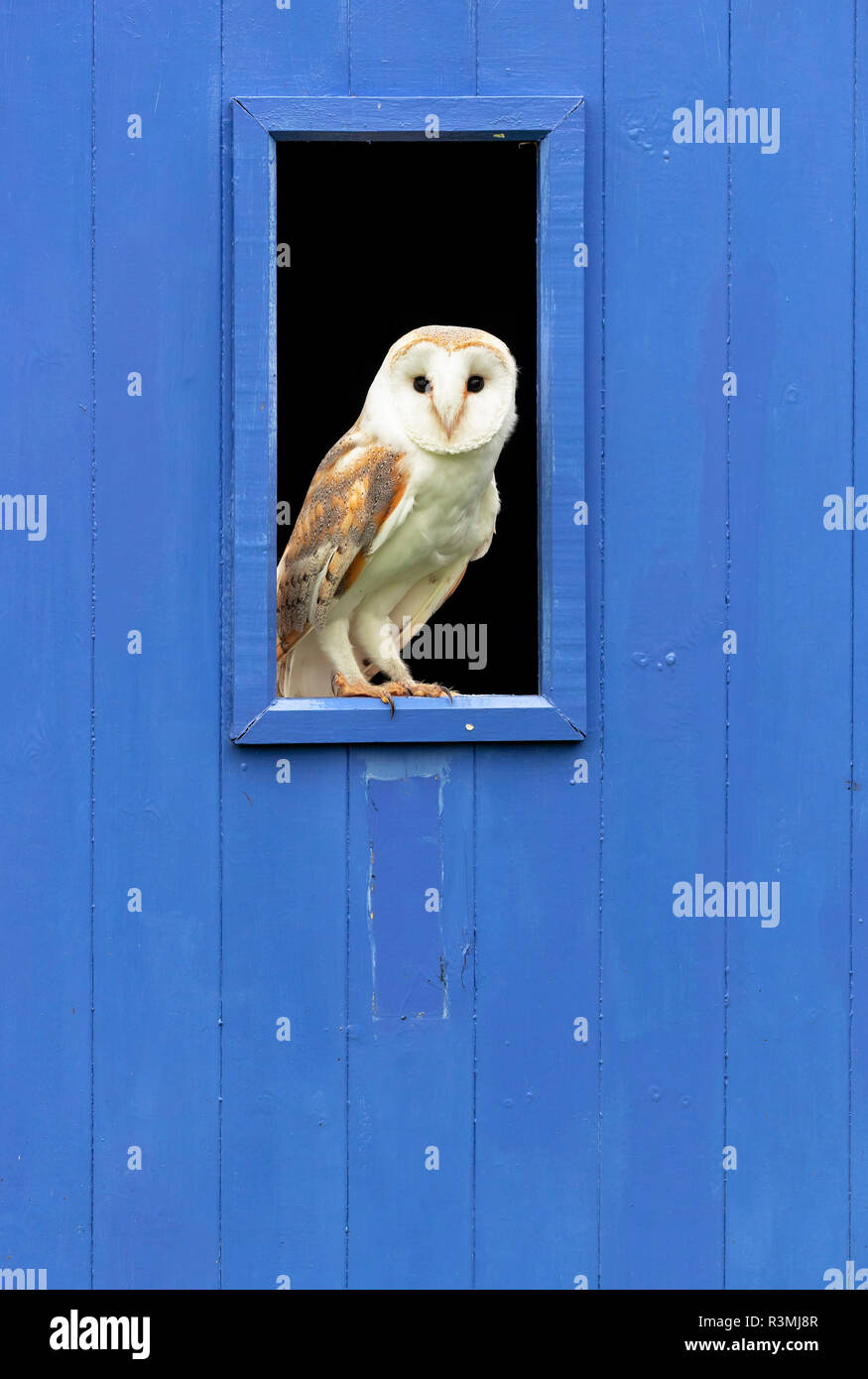 Barn owl (Tyto alba) perched inside a window Stock Photo - Alamy