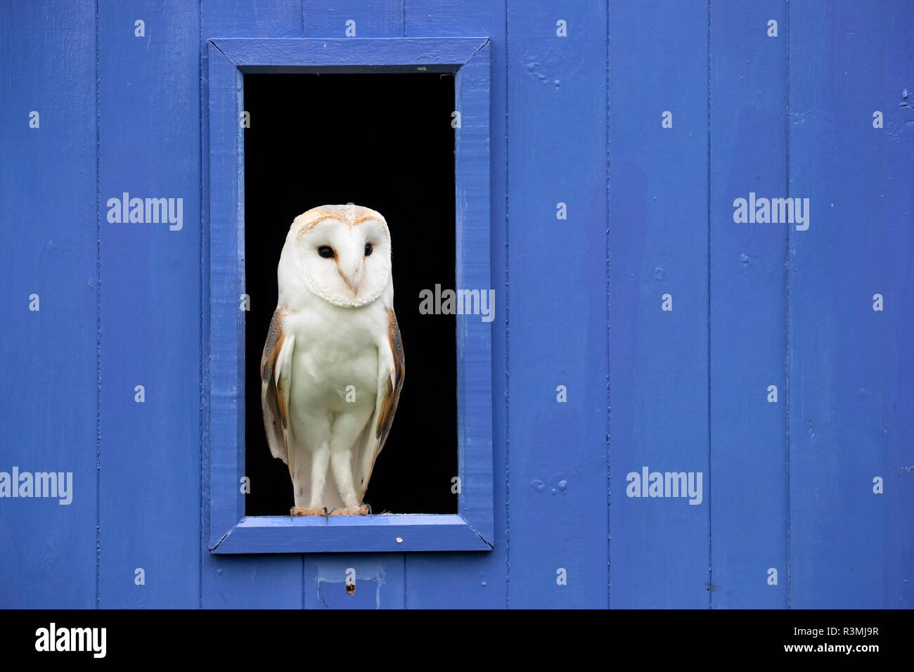 Barn owl (Tyto alba) perched in a window Stock Photo - Alamy