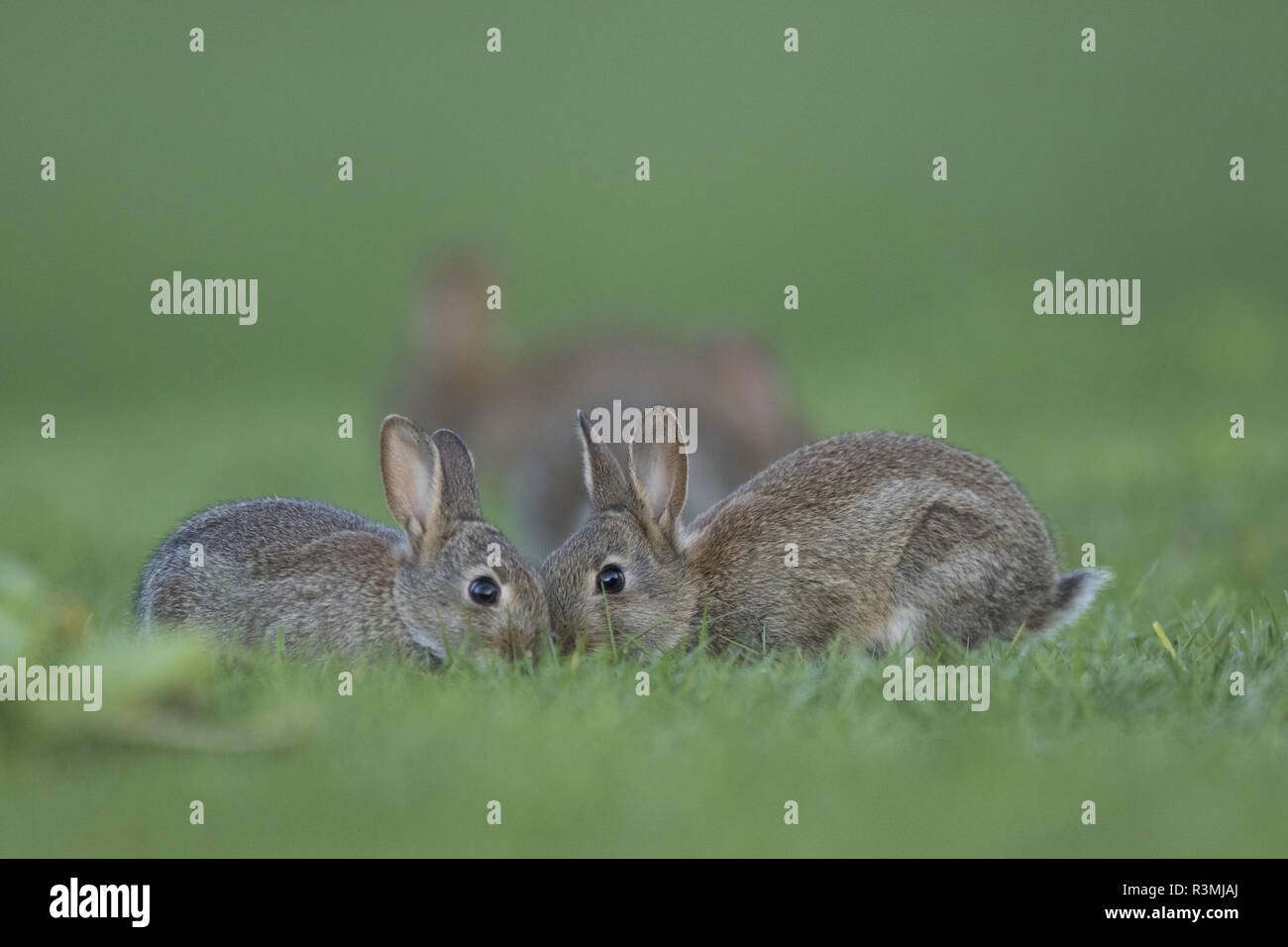 Two young european wild rabbits hi-res stock photography and images - Alamy