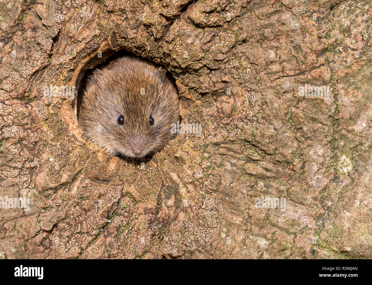 Red tree vole portrait hi-res stock photography and images - Alamy