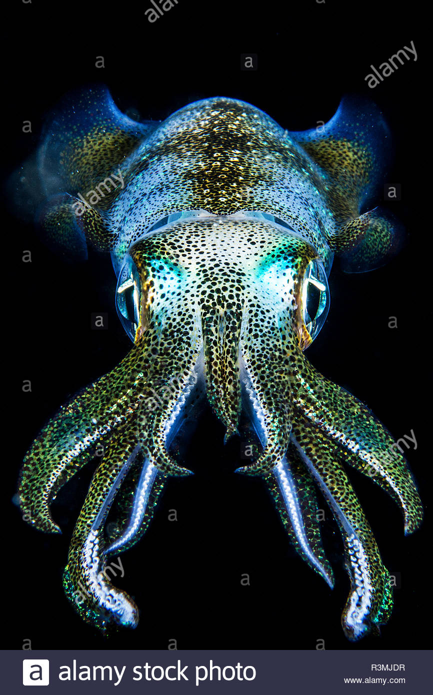 Decapodiformes High Resolution Stock Photography and Images - Alamy