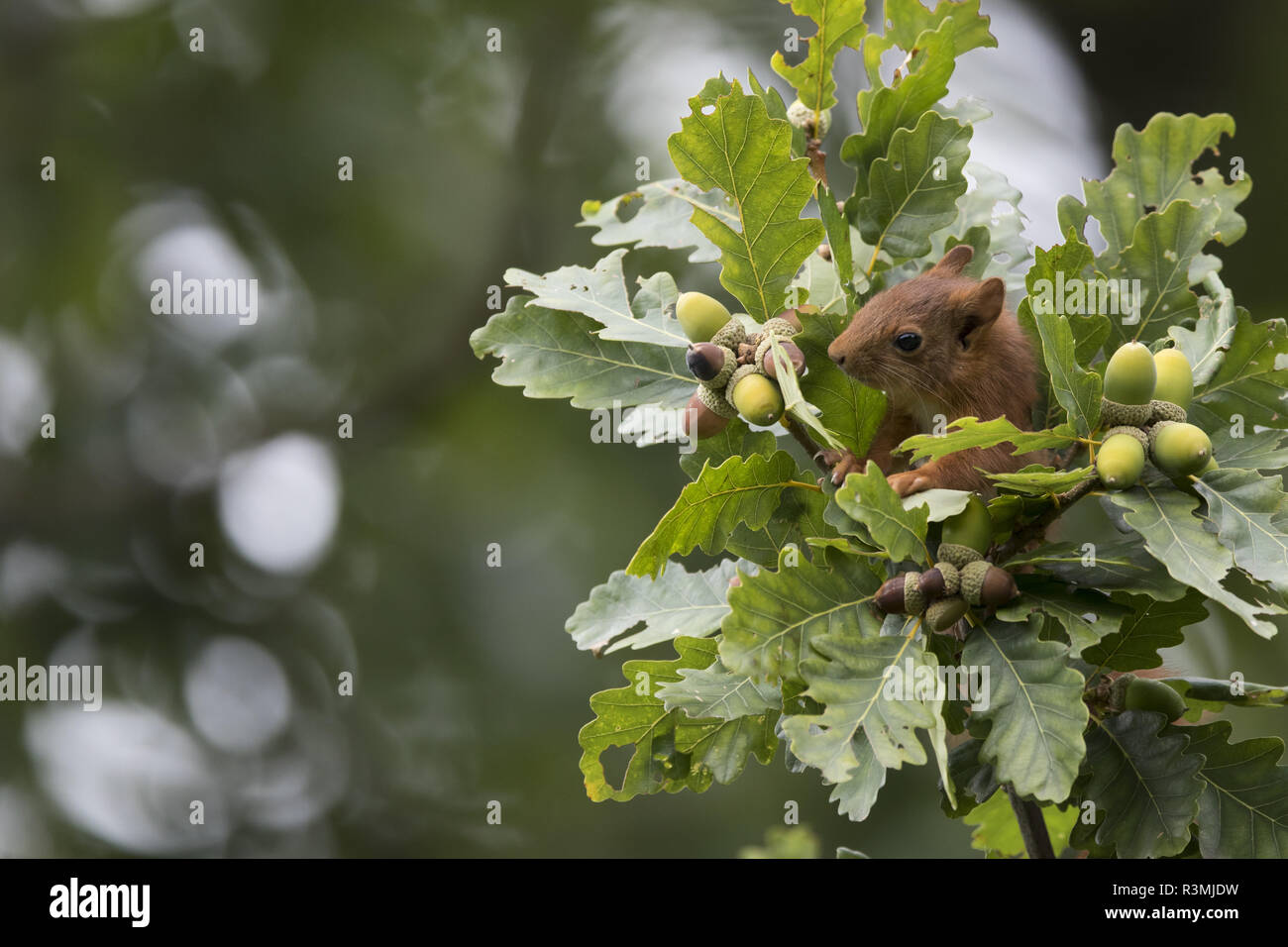 Eurasian Red Squirrel (Sciurus vulgaris) eating acorn, Paris ...