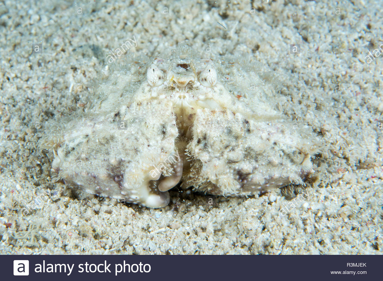Calappa Crab Calappa Sp High Resolution Stock Photography and Images ...