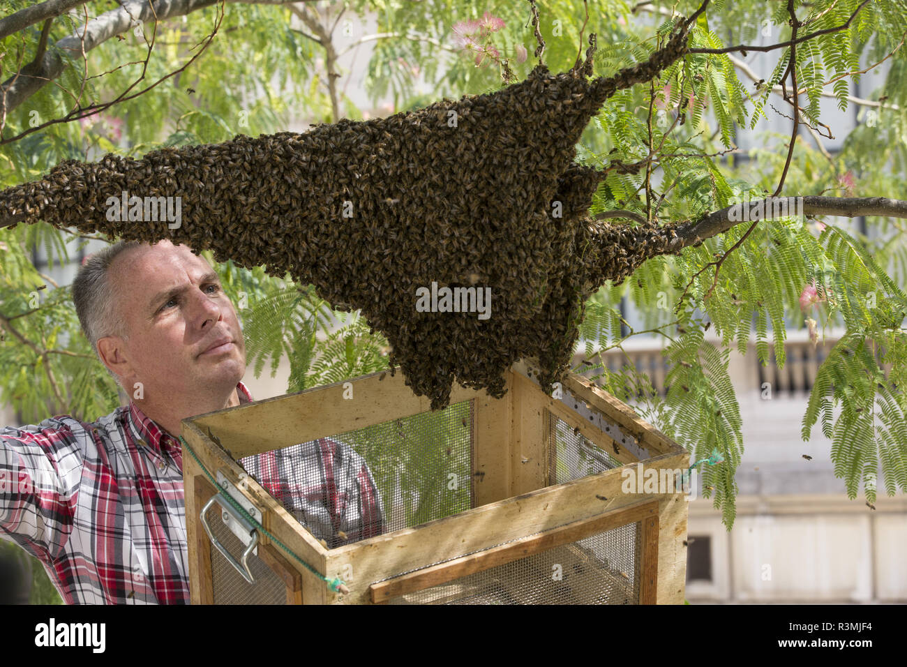 Honey Bee (Apis mellifera) in the Galliera museum garden. Swarm ...