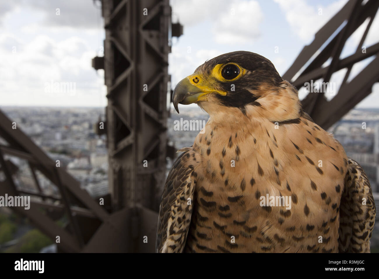Peregrine Falcon (Falco peregrinus) around Eiffel tower, Paris, France ...