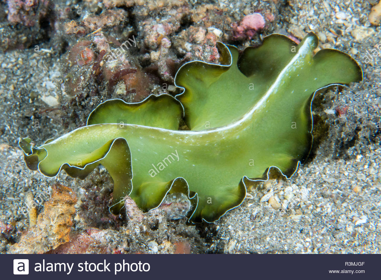 Planaria Worm High Resolution Stock Photography and Images - Alamy