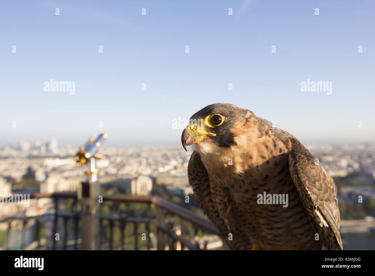 Peregrine Falcon (Falco peregrinus) around Eiffel tower, Paris, France ...