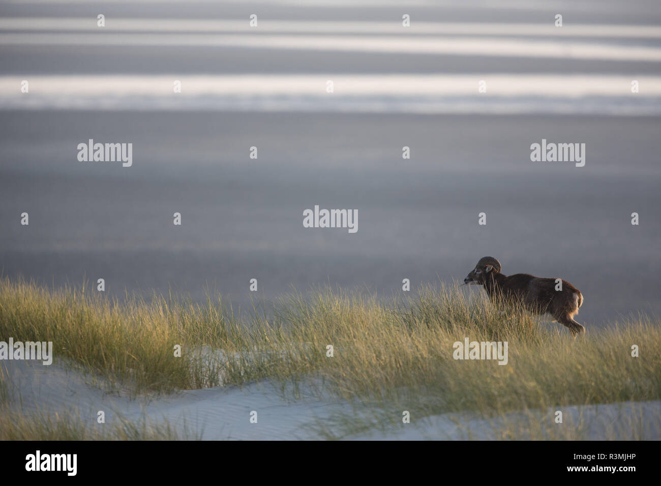 European mouflon (Ovis gmelini musimon) Introduced in Baie de Somme ...