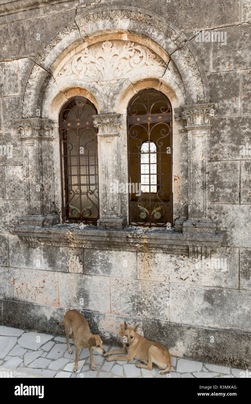 Dogs of cuba hi-res stock photography and images - Alamy