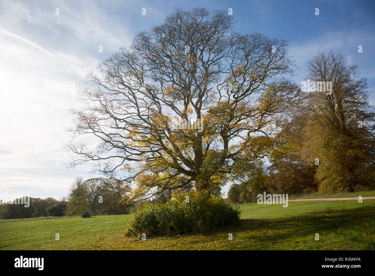 Cappadocian maple tree, acer cappadocicum, National arboretum ...