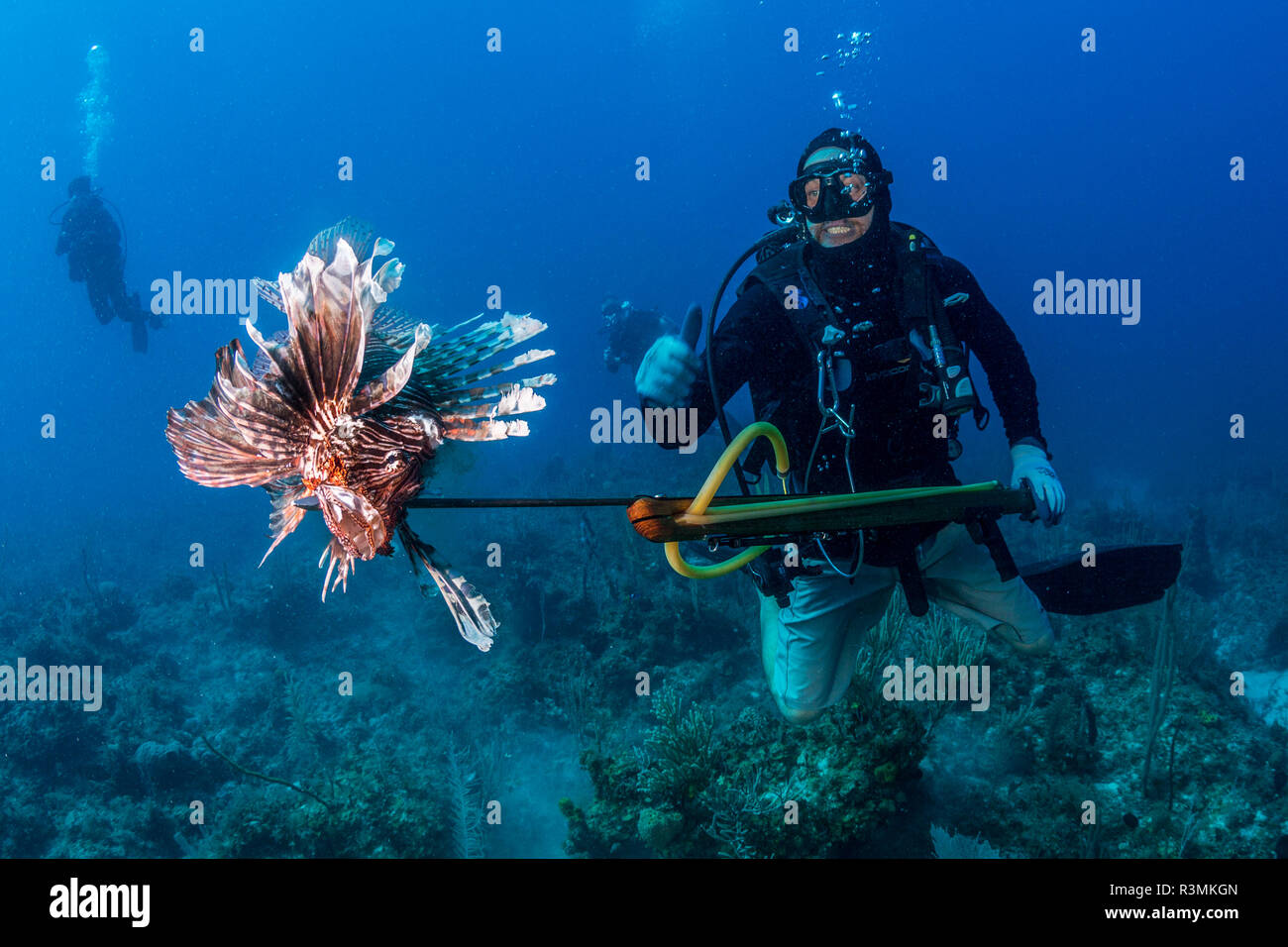 Spear fisherman celebrates catching a large invasive lionfish in an ...