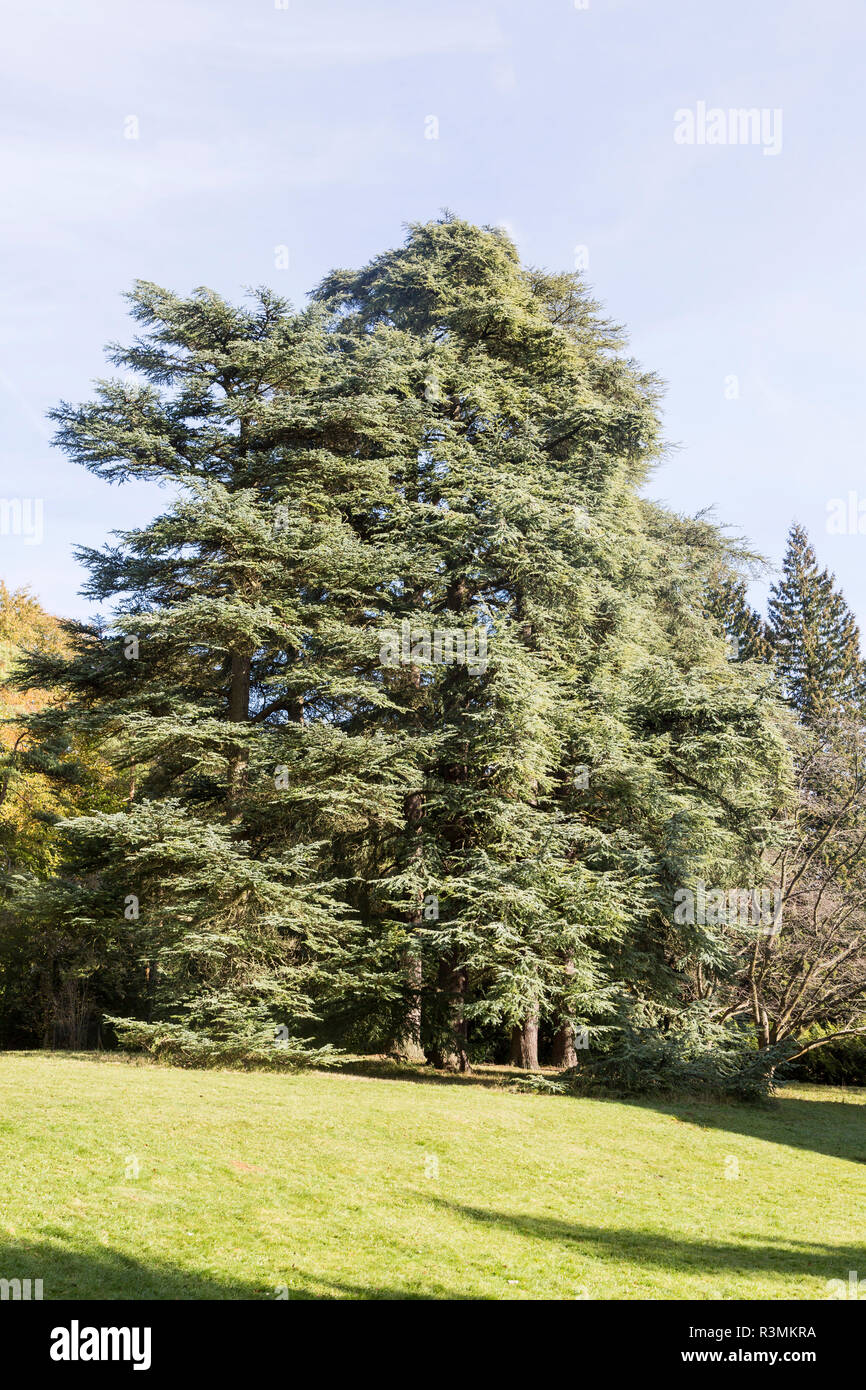 Atlas cedar england hi-res stock photography and images - Alamy