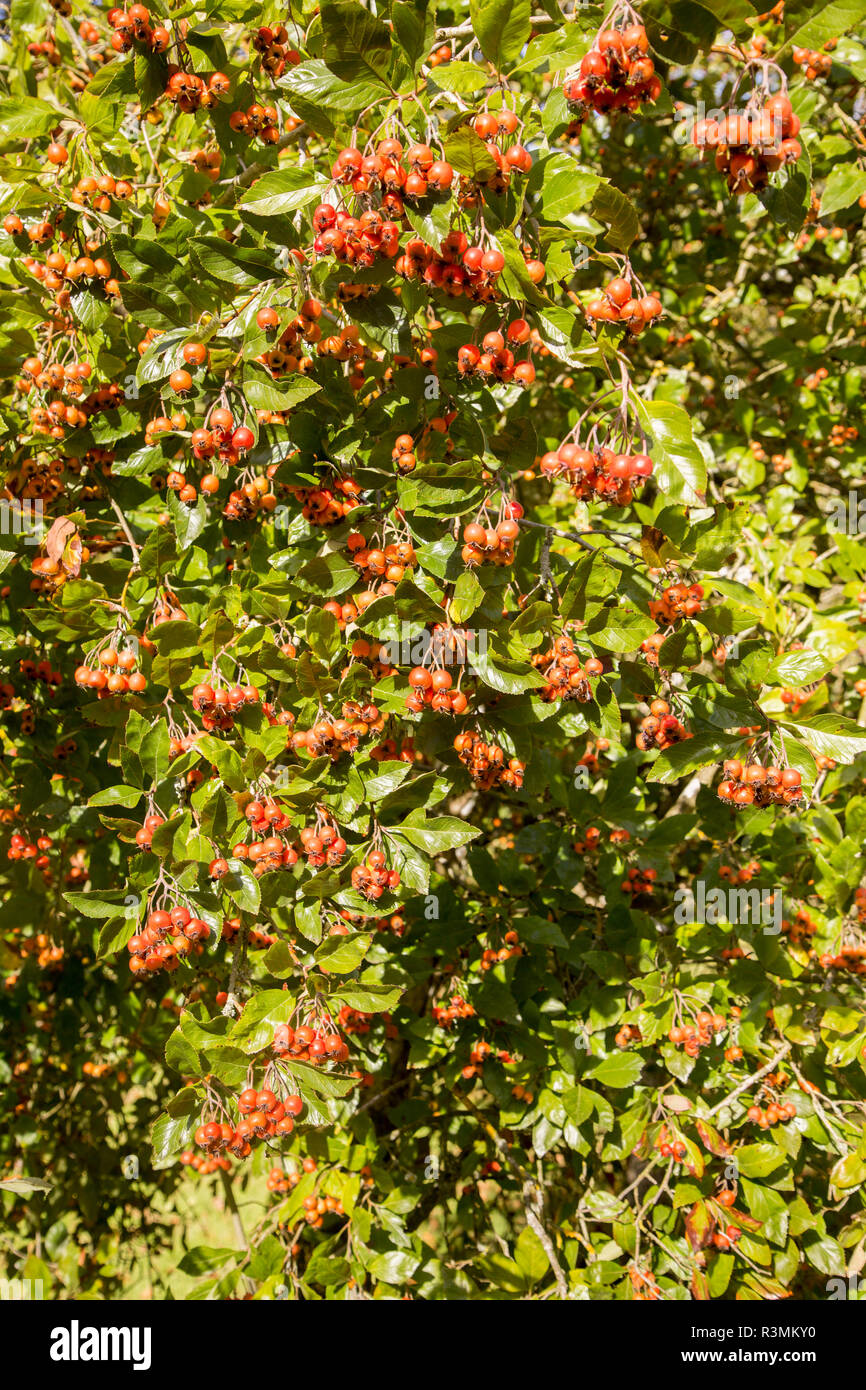 Broad leaved cockspur thorn hi-res stock photography and images - Alamy