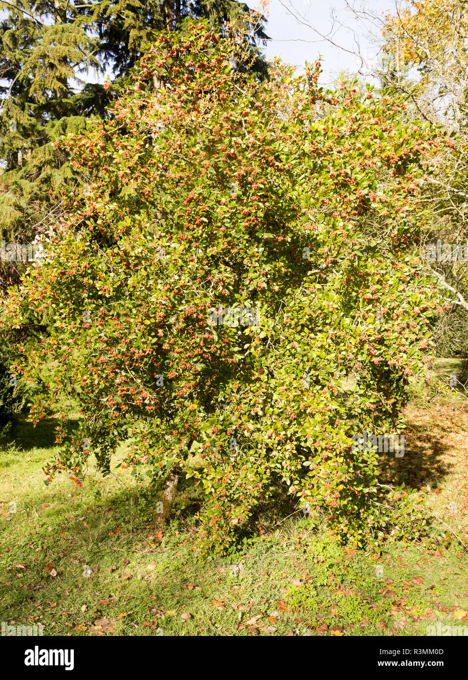 Broad leaved cockspur thorn bush, crataegus x prunifolia, National ...