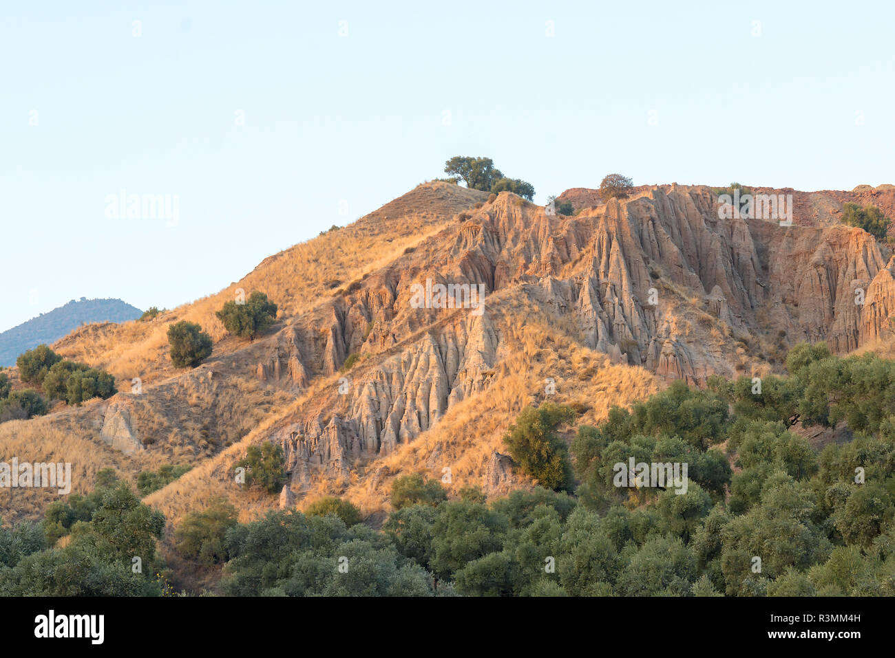 Forests Soil Erosion