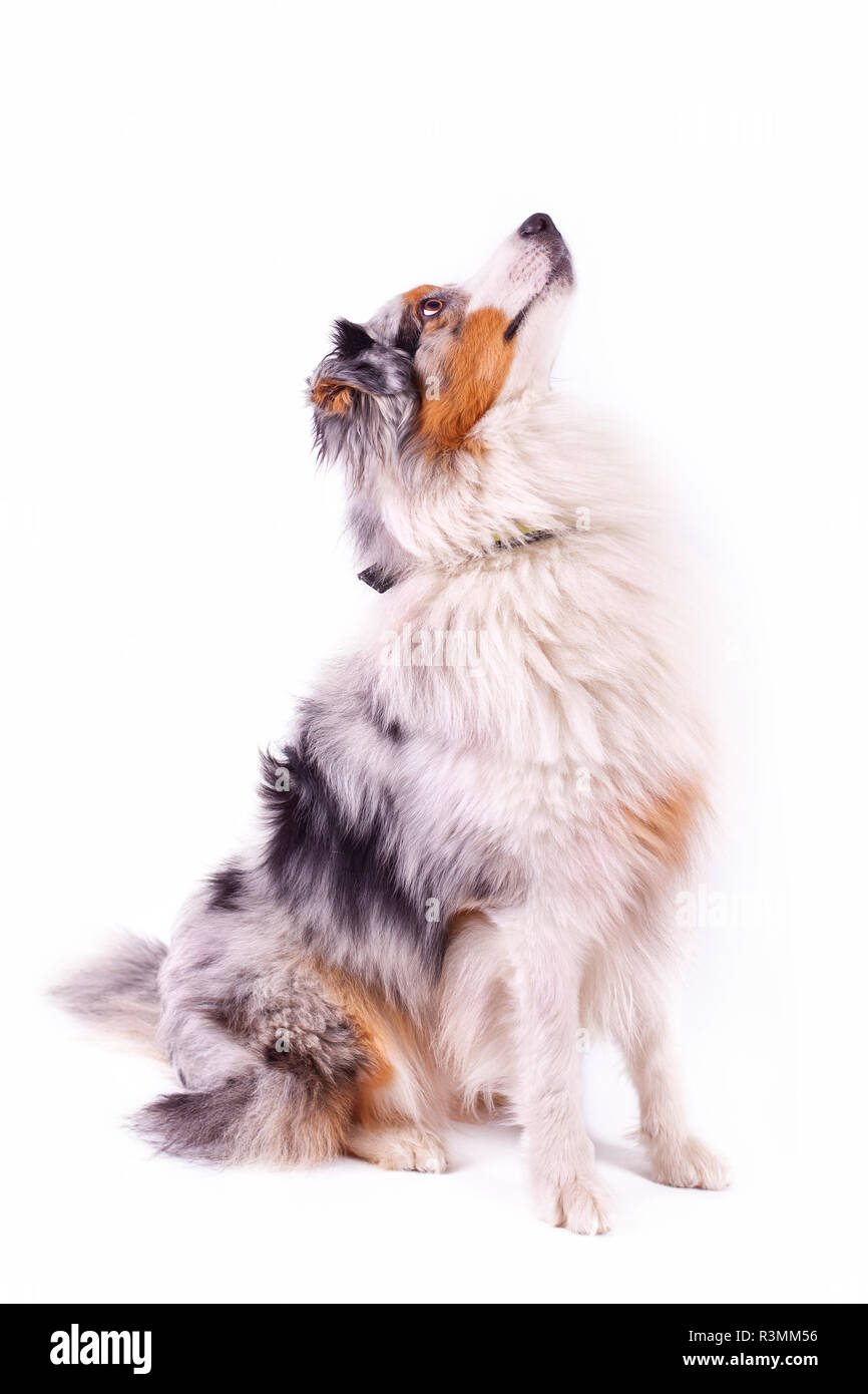 australian shepherd with blue merle coloring Stock Photo - Alamy