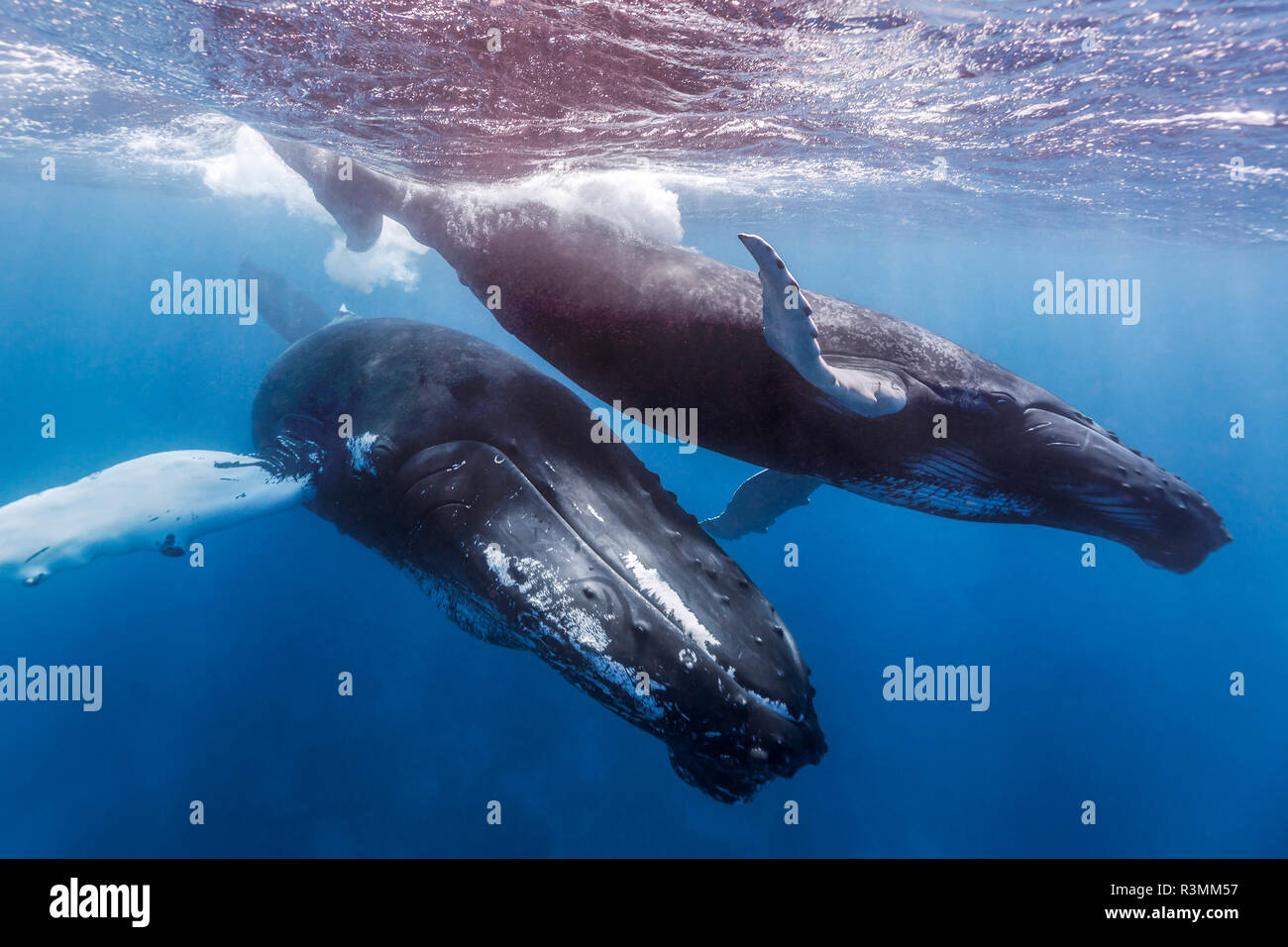 Dominican Republic Whales High Resolution Stock Photography and Images ...