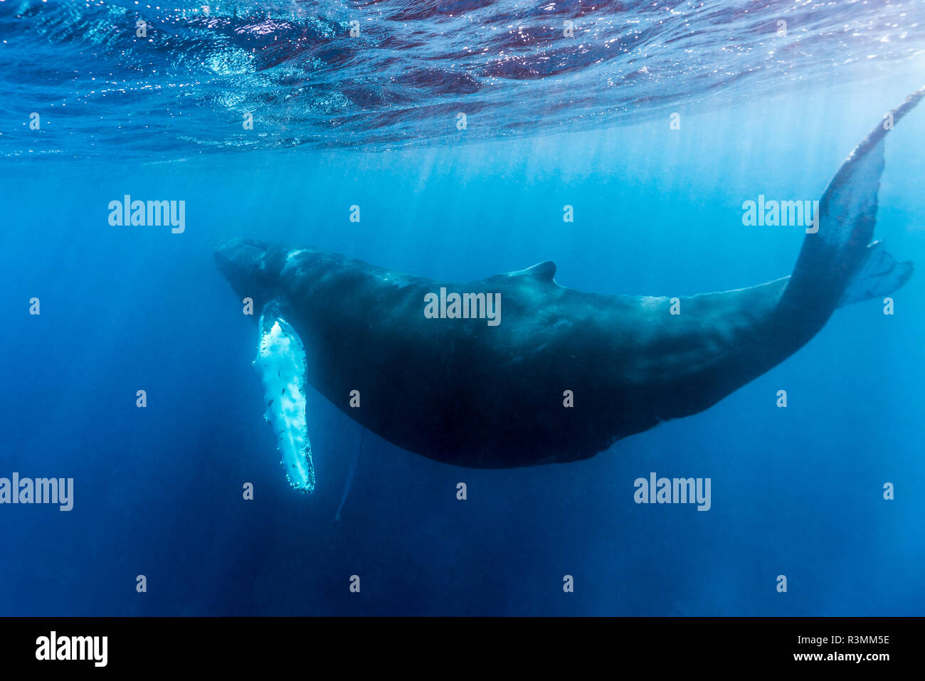 Pregnant whale hi-res stock photography and images - Alamy