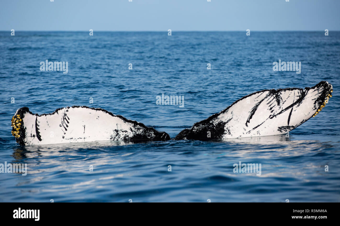 North Atlantic humpback whale fluke with orca scars and barnacles ...
