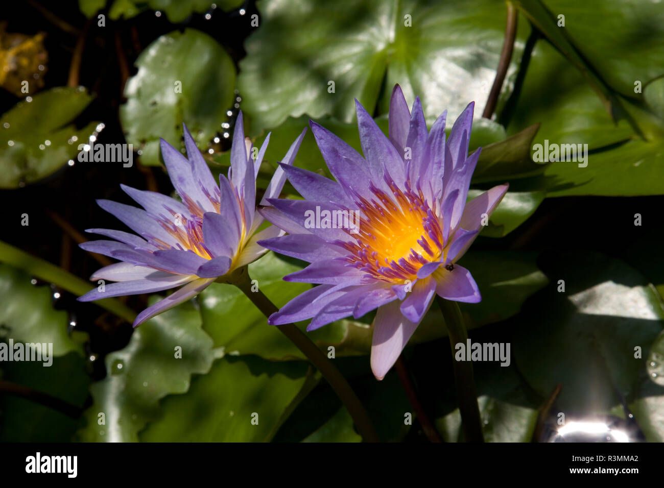 Reed stylus hi-res stock photography and images - Alamy