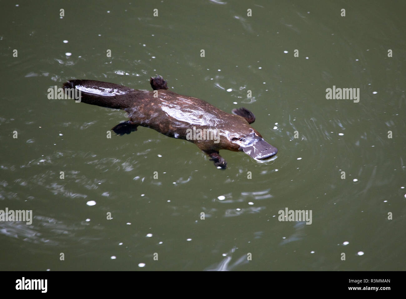 Platypus, eungella national park hi-res stock photography and images ...
