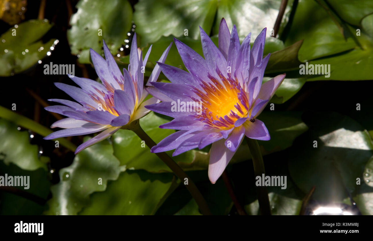 Reed stylus hi-res stock photography and images - Alamy