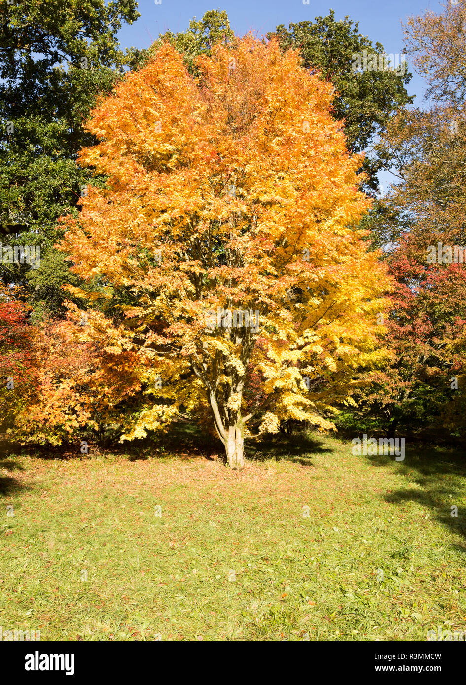 Japanese maple tree, Acer Palmatum,, National arboretum, Westonbirt ...