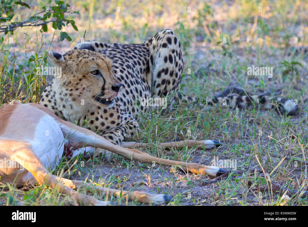 cheetah while eating Stock Photo - Alamy