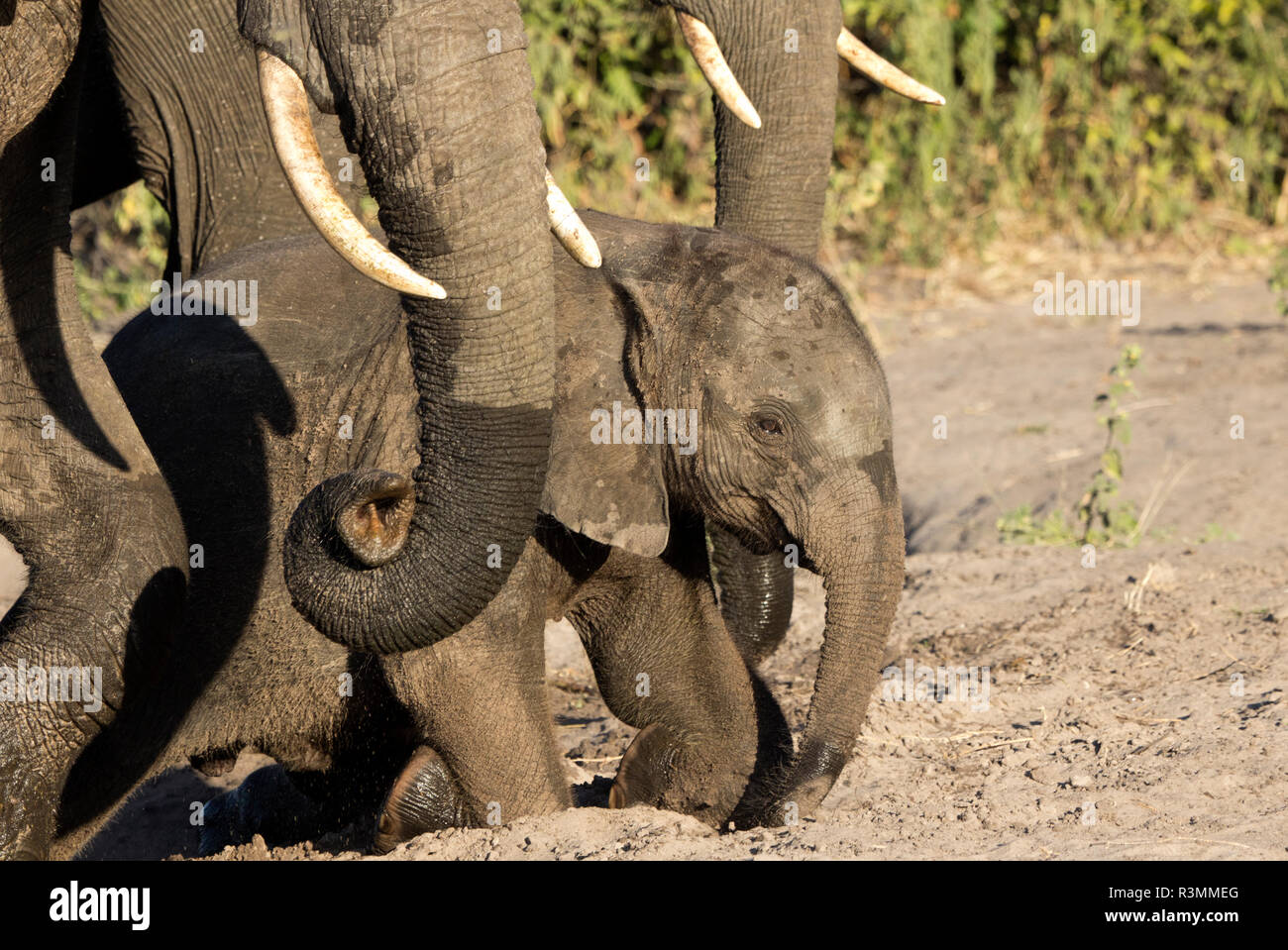 Elephant sanctuary, child hi-res stock photography and images - Alamy