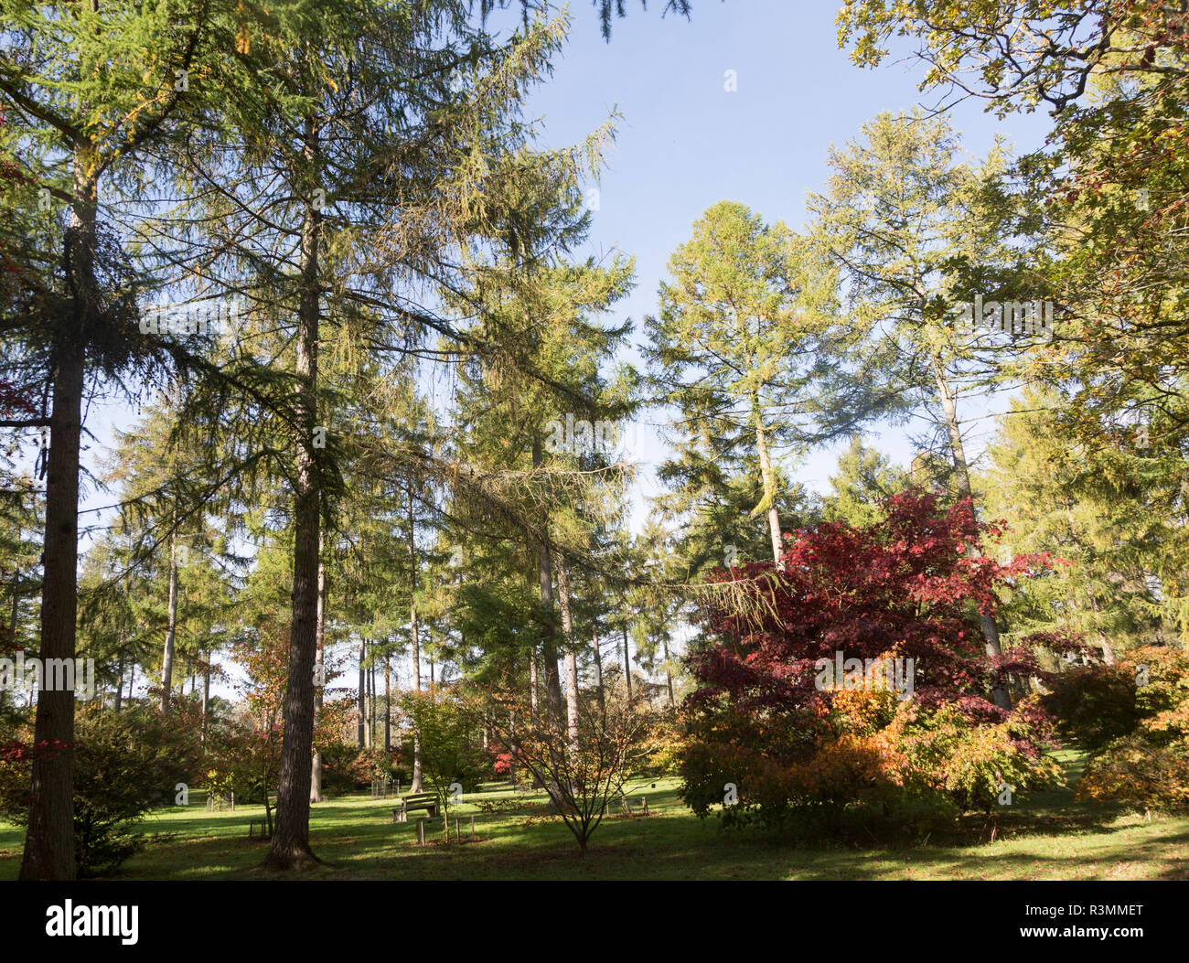 Japanese larch tree uk hi-res stock photography and images - Alamy
