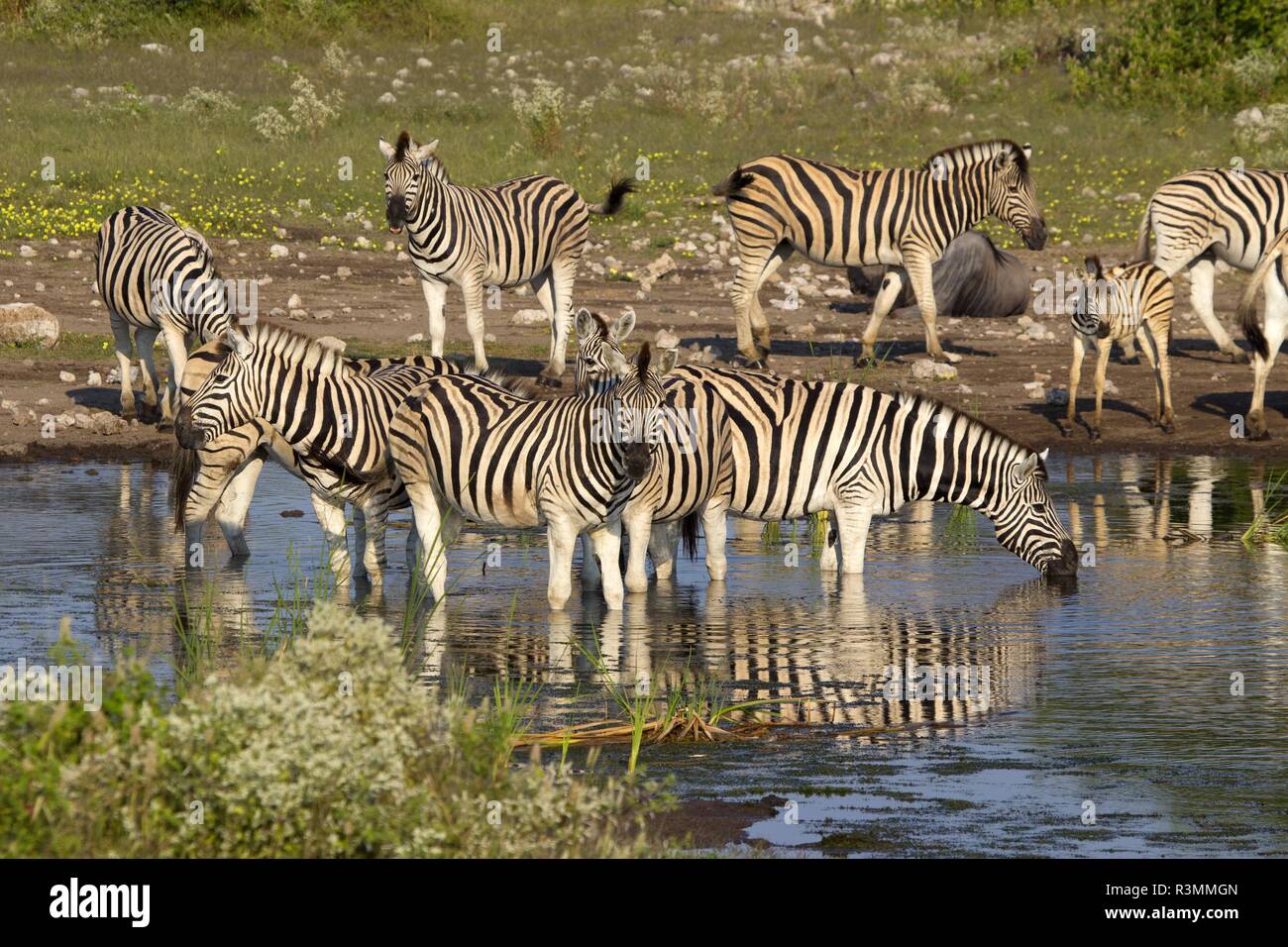 Zebra reed hi-res stock photography and images - Alamy