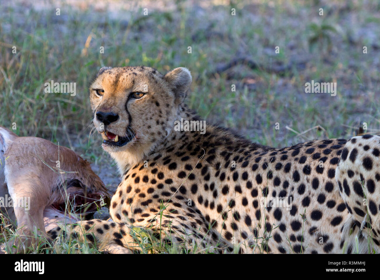 cheetah while eating Stock Photo - Alamy